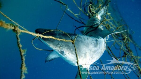 ONU alerta para perigo da pesca fantasma nos Oceanos – Portal Pesca ...